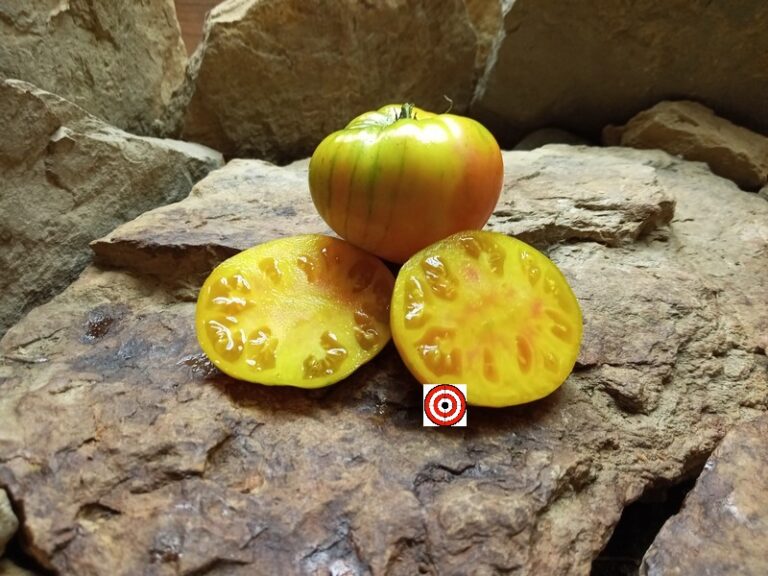 Heirloom Tomato Pictures 12 By Bounty Hunter Seeds-Tomato Seeds