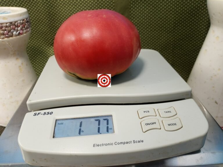 Big Cheef Red Tomato-Bounty Hunter Seeds-Heirloom Tomato Seeds