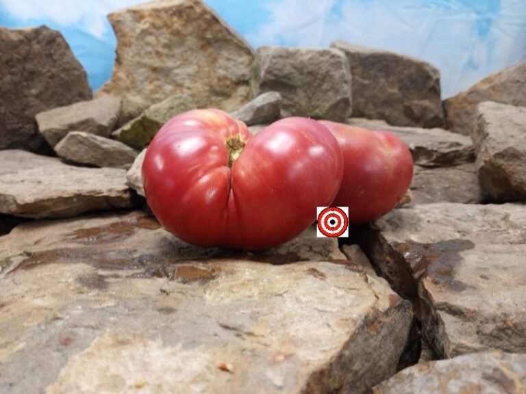 Big Cheef Red Tomato-Bounty Hunter Seeds-Heirloom Tomato Seeds
