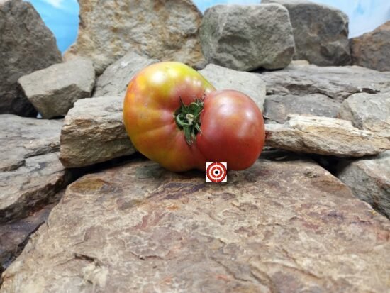 Dwarf Beauty Kiss Tomato-Bounty Hunter Seeds-Heirloom Tomatoes