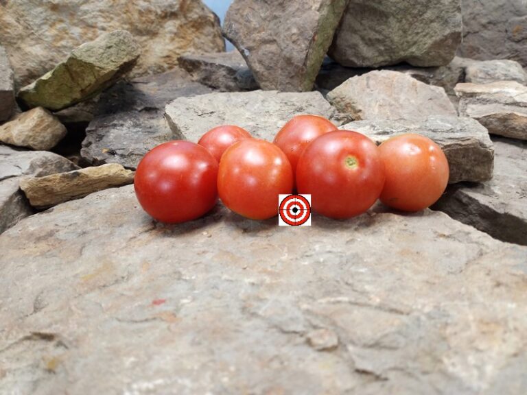 Randy's Cherry Bomb Tomato-Bounty Hunter Seeds-Randy Sine