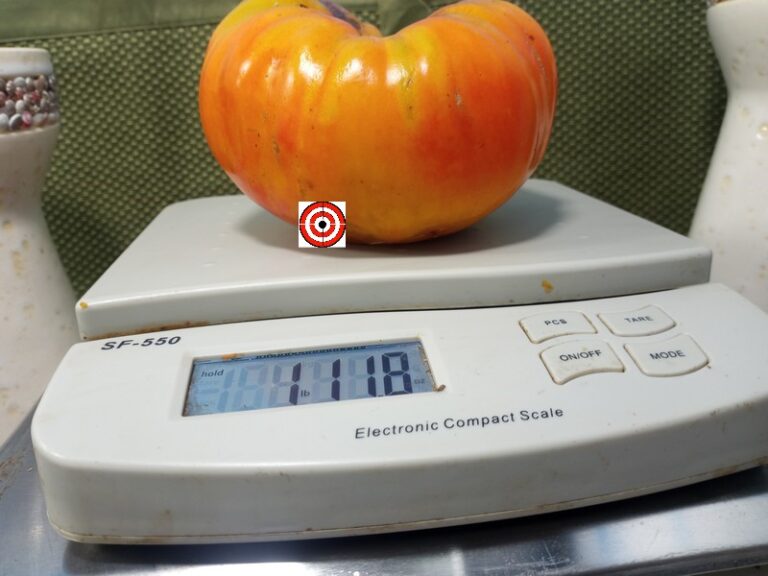 Virginia Sweets Tomato-Bounty Hunter Seeds-Heirloom Tomatoes