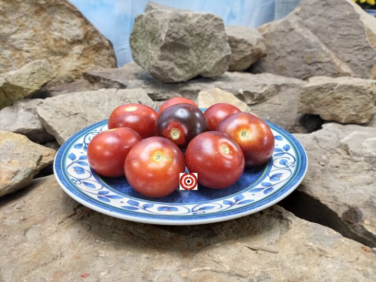 Clackamas Indigo Blueberry Tomato-Bounty Hunter Seeds-Rare Seeds