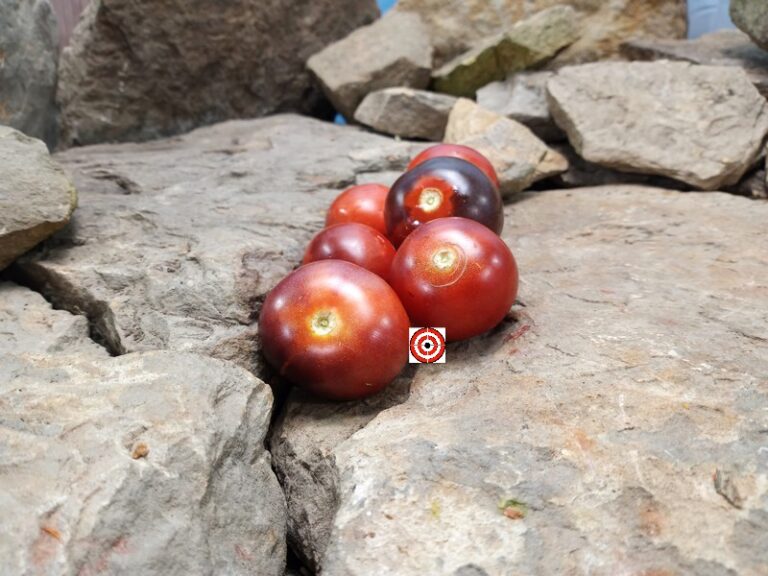 Clackamas Indigo Blueberry Tomato-Bounty Hunter Seeds-Rare Seeds
