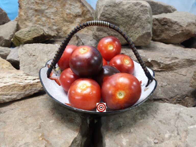 Clackamas Indigo Blueberry Tomato-Bounty Hunter Seeds-Rare Seeds