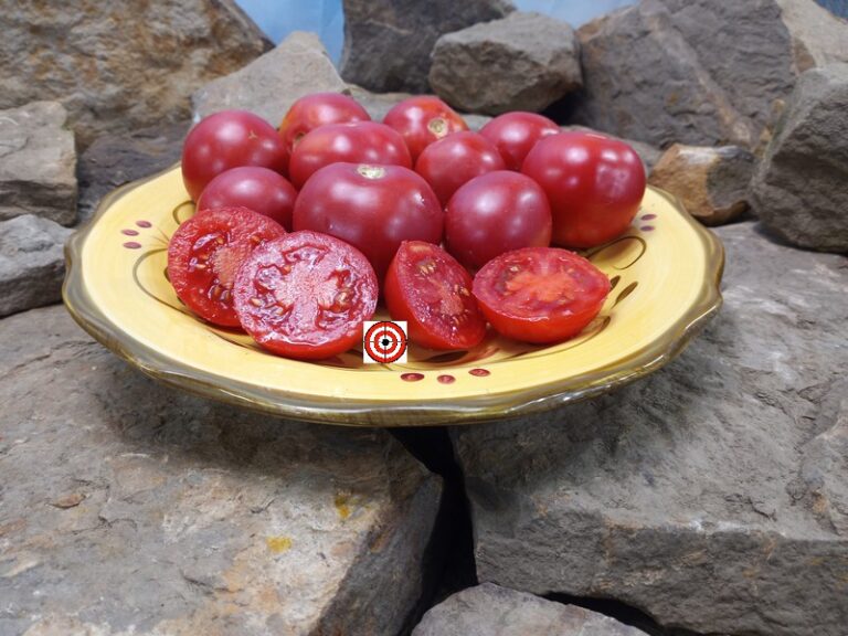 Cherokee Tiger Red Dwarf Tomato Bounty Hunter Seeds Rare Seeds