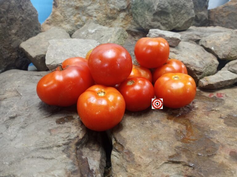Iditarod Red Dwarf Tomato-Bounty Hunter Seeds-Tomato Seeds