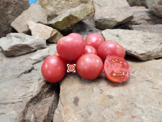 Dwarf Pink Opal Tomato - Bounty Hunter Seeds - Tomato Seeds