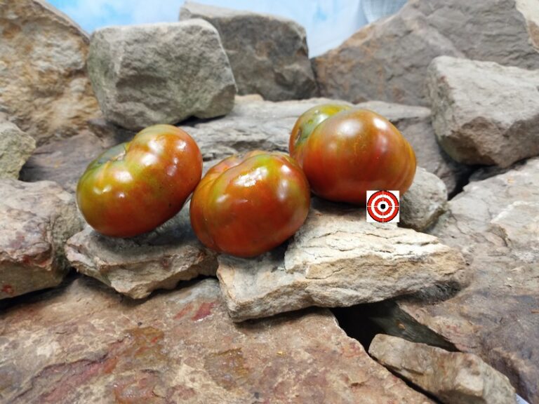 Dwarf Red Viper Tomato - Bounty Hunter Seeds - Heirloom Seeds