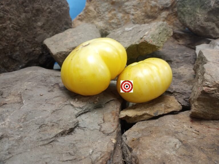 Striped Jester Dwarf Tomato - Bounty Hunter Seeds - Rare Seeds