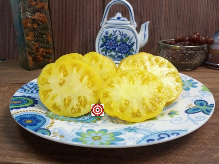 Striped Jester Dwarf Tomato - Bounty Hunter Seeds - Rare Seeds