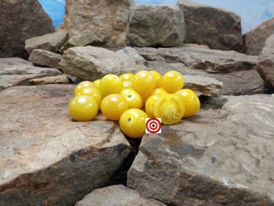 Lollipop Tomato-Bounty Hunter Seeds-Heirloom Tomato Seeds