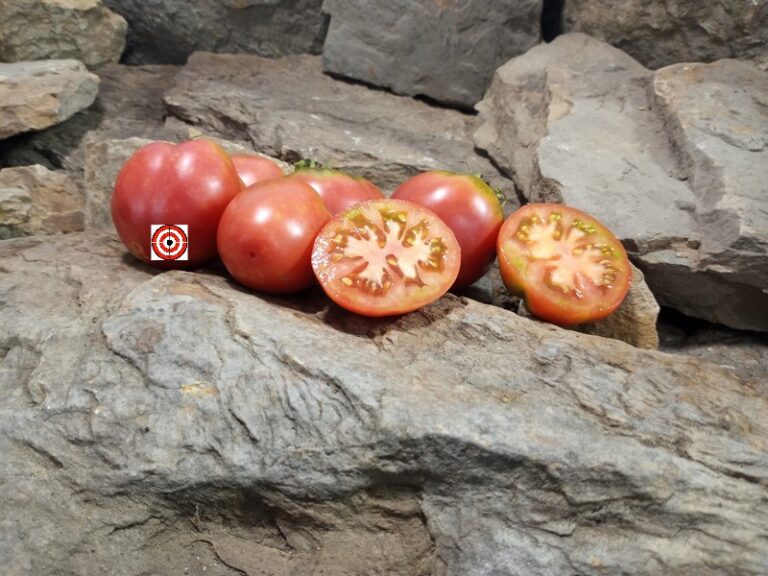 Dwarf Melanie's Ballet Tomato - Bounty Hunter Seeds - Heirlooms