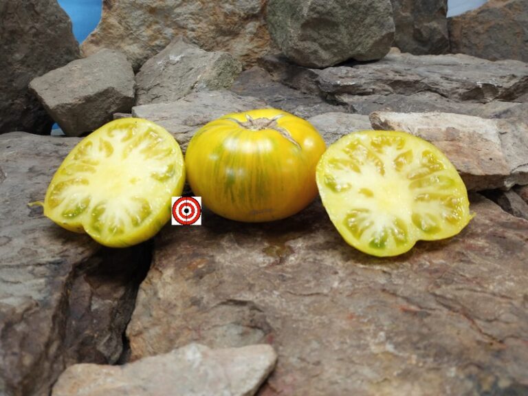Pork Chop Tomato-Bounty Hunter Seeds-Heirloom Tomato Seeds