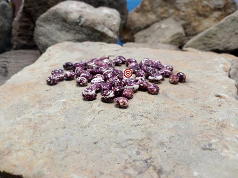 Purple Star Bean - Bounty Hunter Seeds - Rare Heirloom Seeds