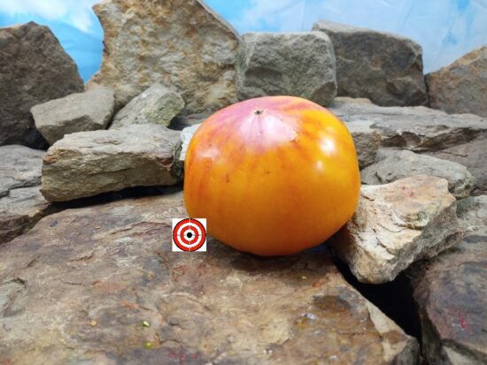 Regina Yellow Tomato-Bounty Hunter Seeds-Heirloom Tomatoes