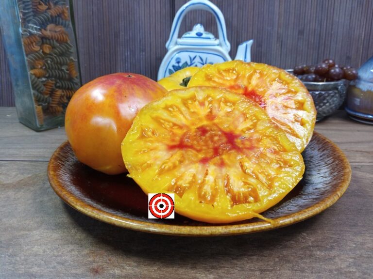 Regina Yellow Tomato-Bounty Hunter Seeds-Heirloom Tomatoes