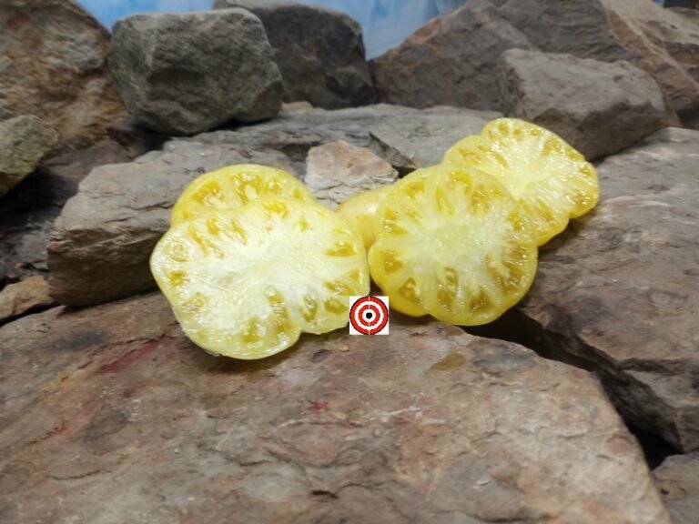 Striped Jester Dwarf Tomato - Bounty Hunter Seeds - Rare Seeds