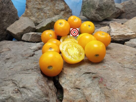 Yellow Perfection Tomato-Bounty Hunter Seeds-Heirloom Tomatoes