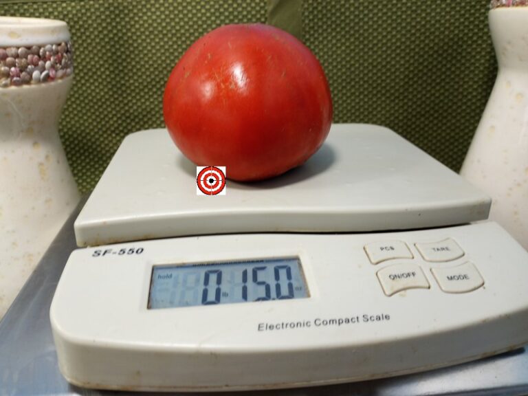 Andrew Rahart's Jumbo Red Tomato-Bounty Hunter Seeds