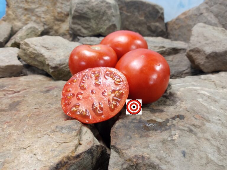 Campbell's 1327 Tomato-Bounty Hunter Seeds-Heirloom Tomatoes