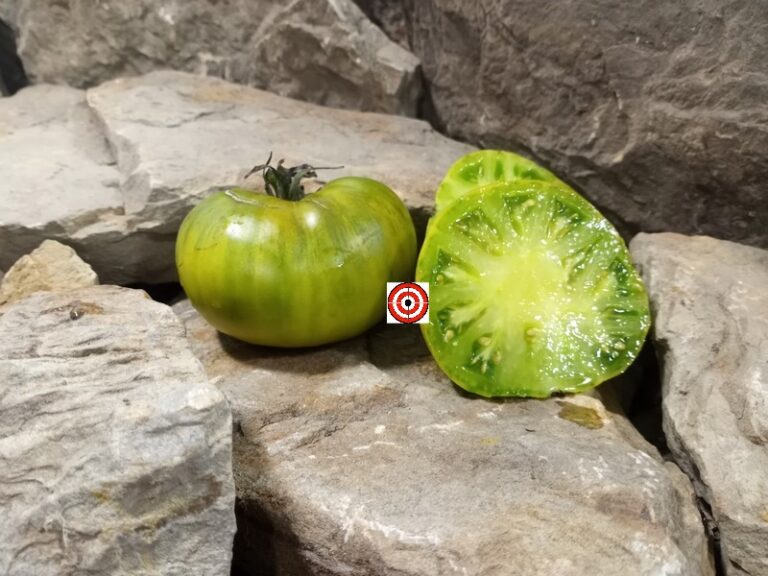Cherokee Green Tomato - Bounty Hunter Seeds - Rare Tomatoes