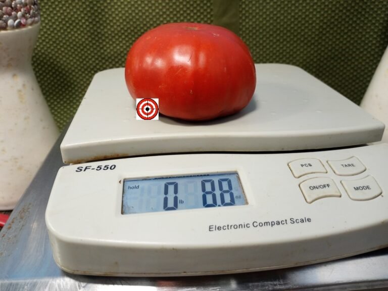 Colossal King Tomato-Bounty Hunter Seeds-Heirloom Tomatoes