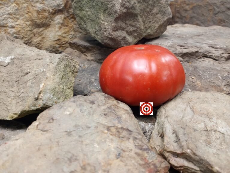 Colossal King Tomato-Bounty Hunter Seeds-Heirloom Tomatoes