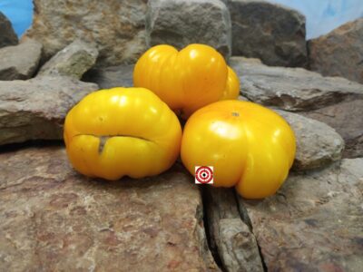 Dixie Golden Giant Yellow Tomato Bounty Hunter Seeds
