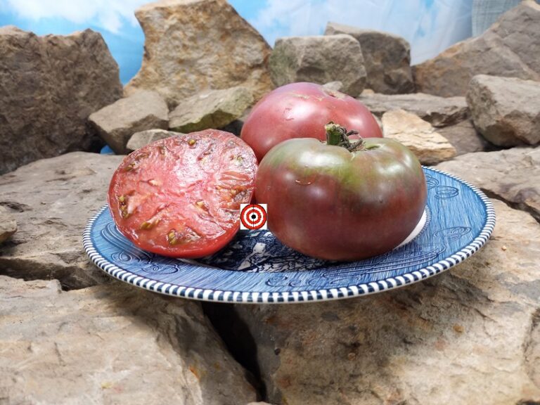 Faelan's First Snowfall Tomato-Bounty Hunter Seeds - Rare Seeds