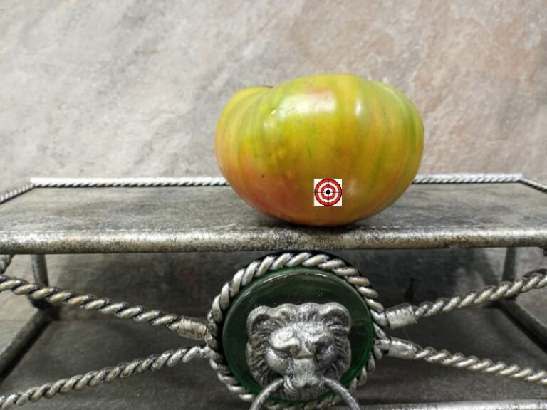 Jarson 1 Tomato-Bounty Hunter Seeds-Heirloom Tomato Seeds