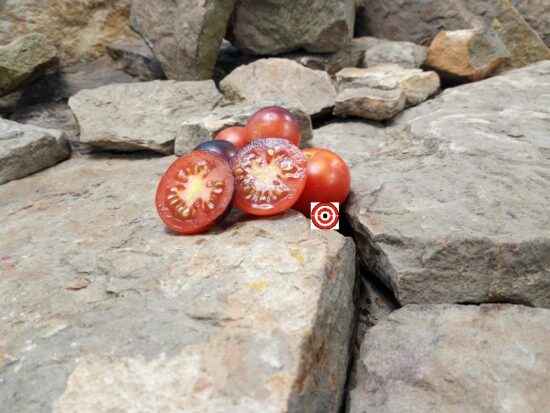 Dwarf Blaue Zimmertomate Micro Tomato-Bounty Hunter Seeds-Rare Seeds