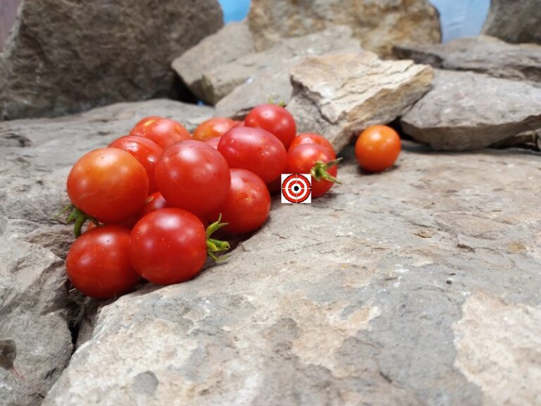 Punta Banda Tomato-Bounty Hunter Seeds-Heirloom Tomato Seeds