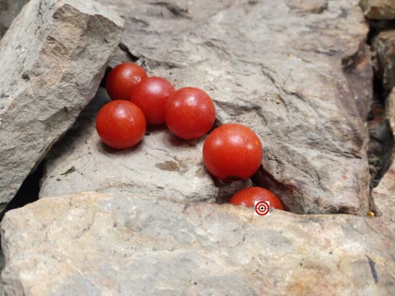 Velvet Red Tomato - Bounty Hunter Seeds - Rare Tomato Seeds