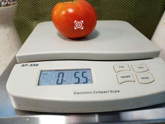 Wisconsin 55 Tomato-Bounty Hunter Seeds-Heirloom Tomatoes