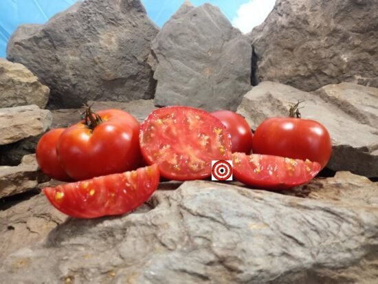Wisconsin 55 Tomato-Bounty Hunter Seeds-Heirloom Tomatoes