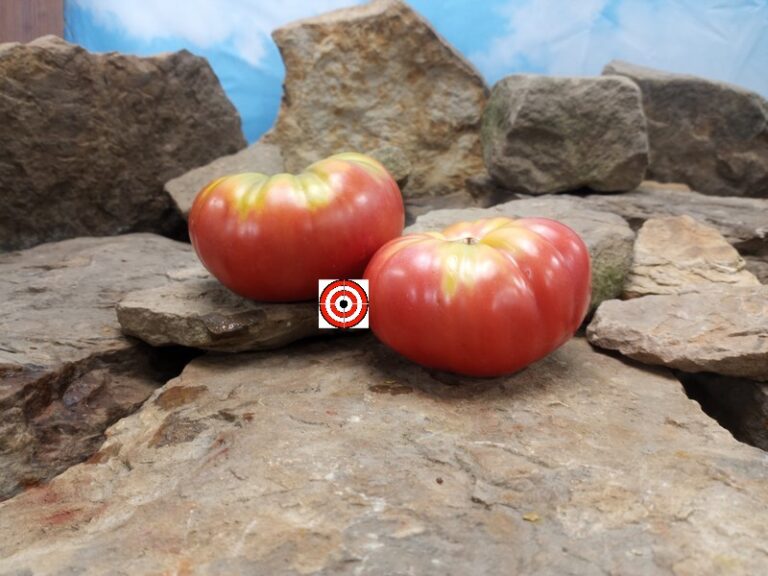 Brandywine Brandy Berry Tomato-Bounty Hunter Seeds-Rare Seed