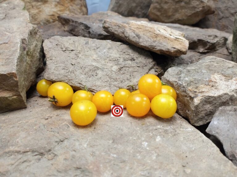 Dwarf Jochalos Micro Tomato - Bounty Hunter Seeds - Rare Seeds