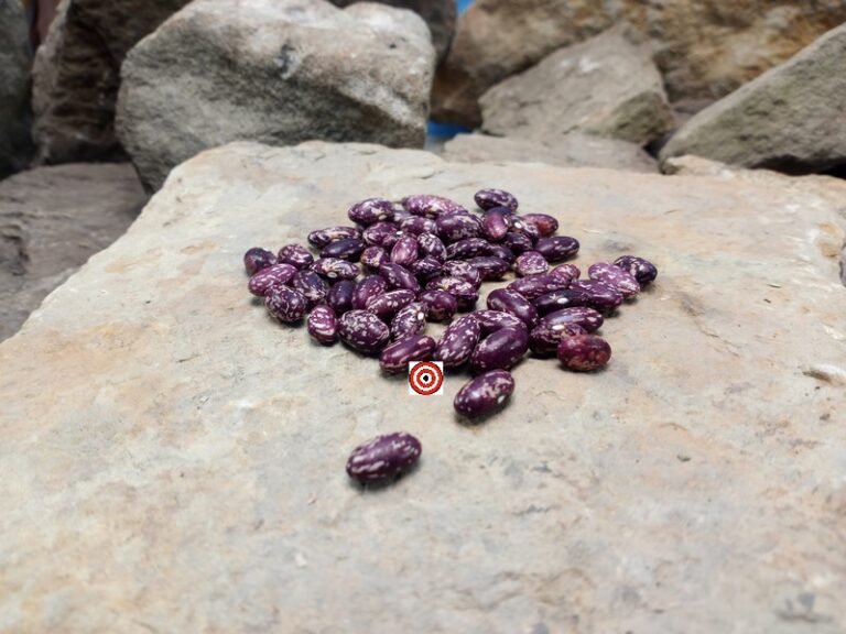 Spanish Tolosana Bean - Bounty Hunter Seeds - Heirloom Seeds