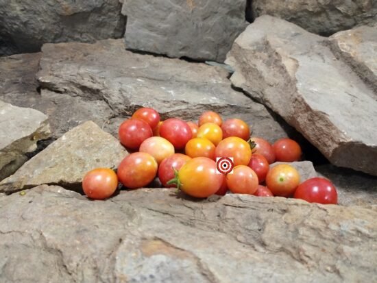 Am Multiflora Tomato Bounty Hunter Seeds Heirloom Tomatoes
