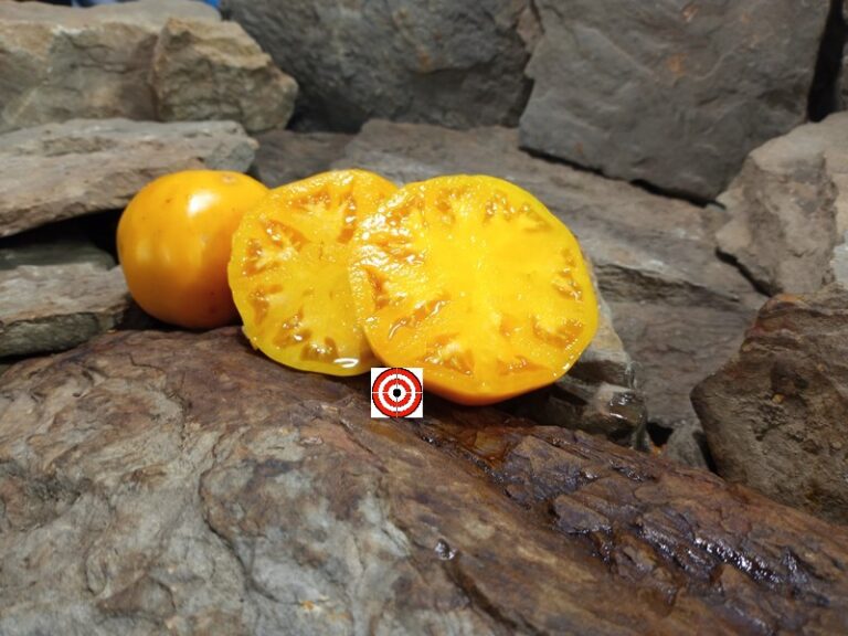 Claude Brown's Yellow Giant Tomato Bounty Hunter Seeds Tomato