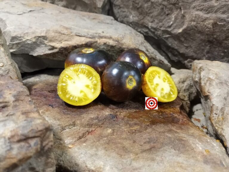Dark Knight Tomato Bounty Hunter Seeds Heirloom Tomato Seeds