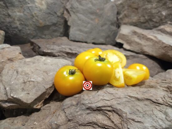 Dwarf Amber Colored Tomato Bounty Hunter Seeds Rare Tomatoes