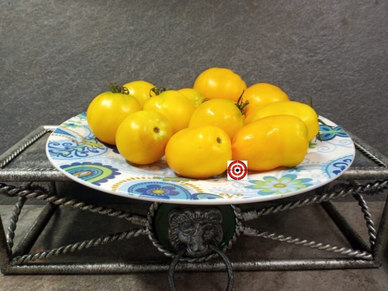 Dwarf Banana Toes Tomato Bounty Hunter Seeds Dwarf Tomatoes