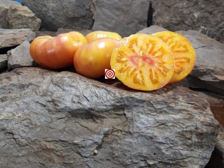 Beauty of the Surf Dwarf Tomato Bounty Hunter Seeds Heirlooms