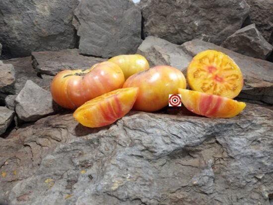Beauty of the Surf Dwarf Tomato Bounty Hunter Seeds Heirlooms