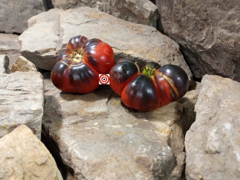 Dwarf Blue Tomato - Bounty Hunter Seeds Dwarf Tomato Seeds