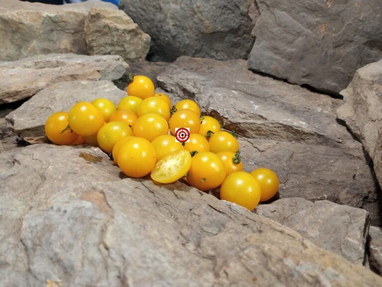 Dwarf Eagle Smiley Tomato Bounty Hunter Seeds Heirloom Seeds
