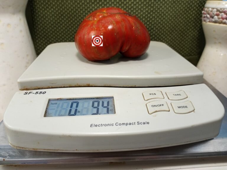 Dwarf Rebel Starfighter Dippers Delight Tomato Bounty Hunter Seeds