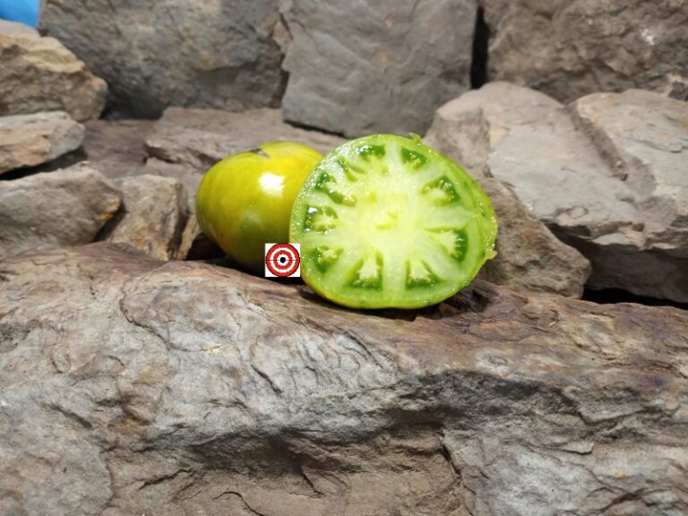 Evergreen Tomato Bounty Hunter Seeds Heirloom Tomato Seeds